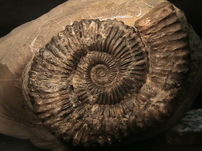 Index of /images/ammonites