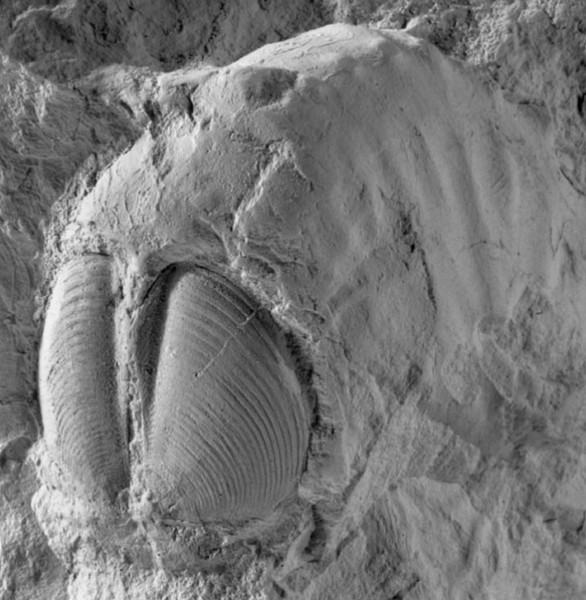 Index of /images/ammonites